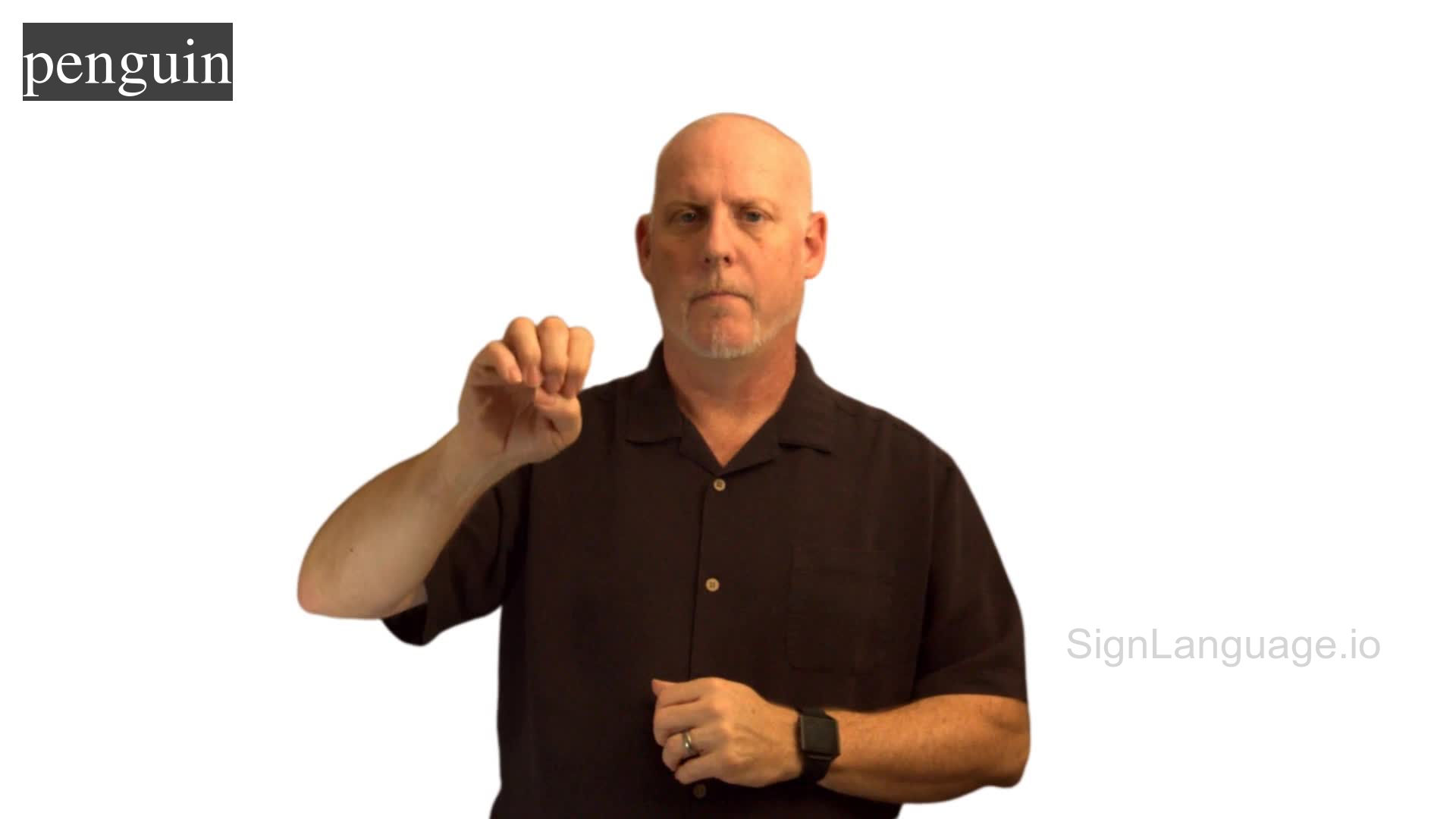 penguin in ASL - Example # 1 - American Sign Language