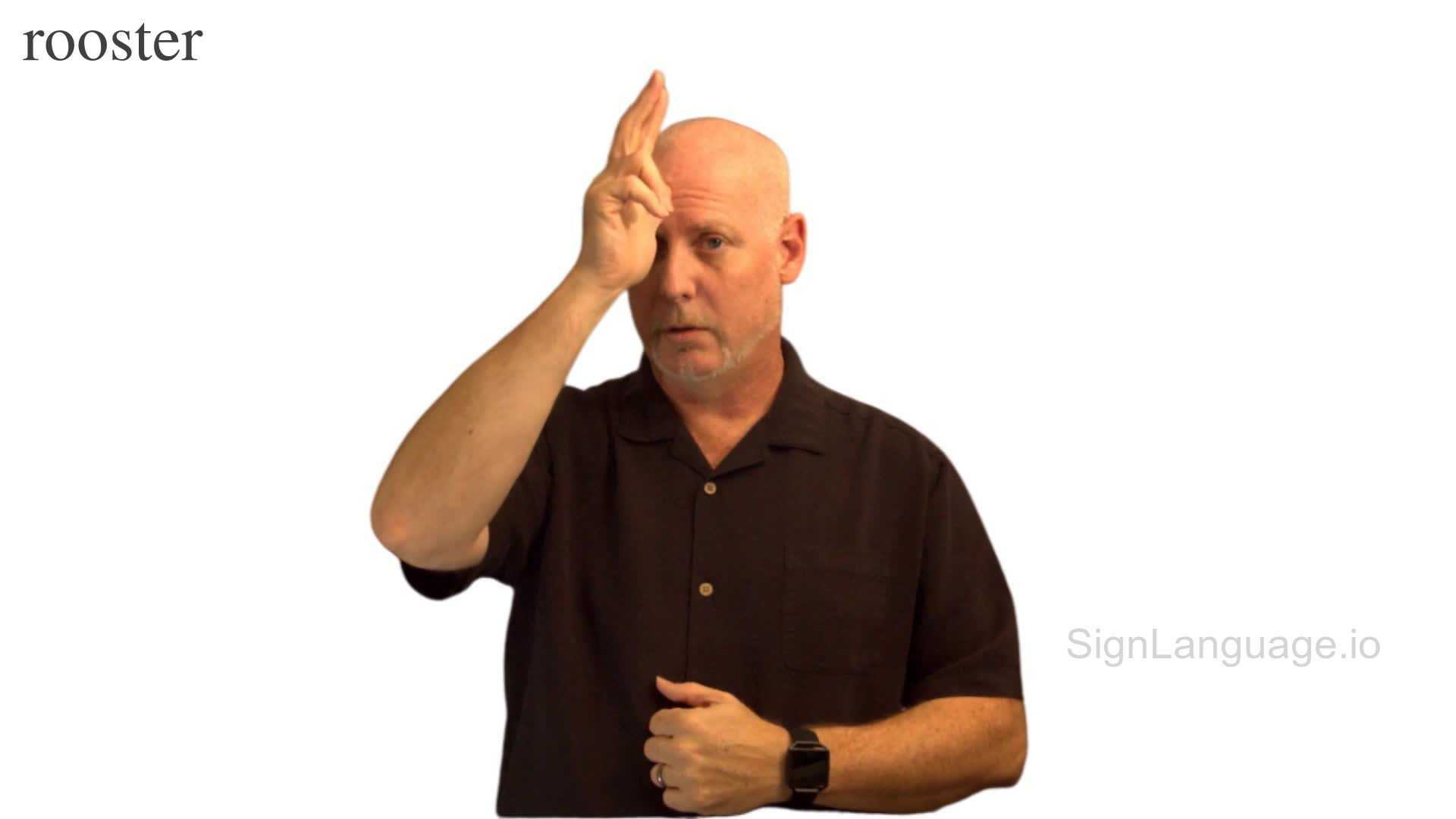 rooster in ASL - Example # 1 - American Sign Language